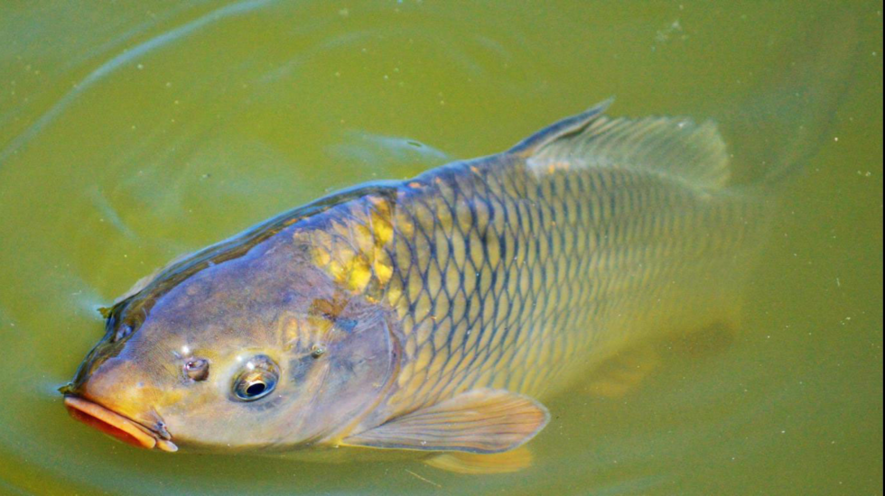 poissons DE | WKSFV